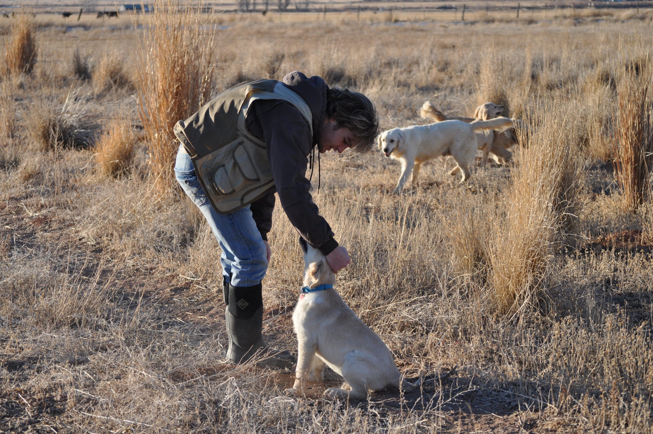 How to train your puppy - Sevier River Retrievers