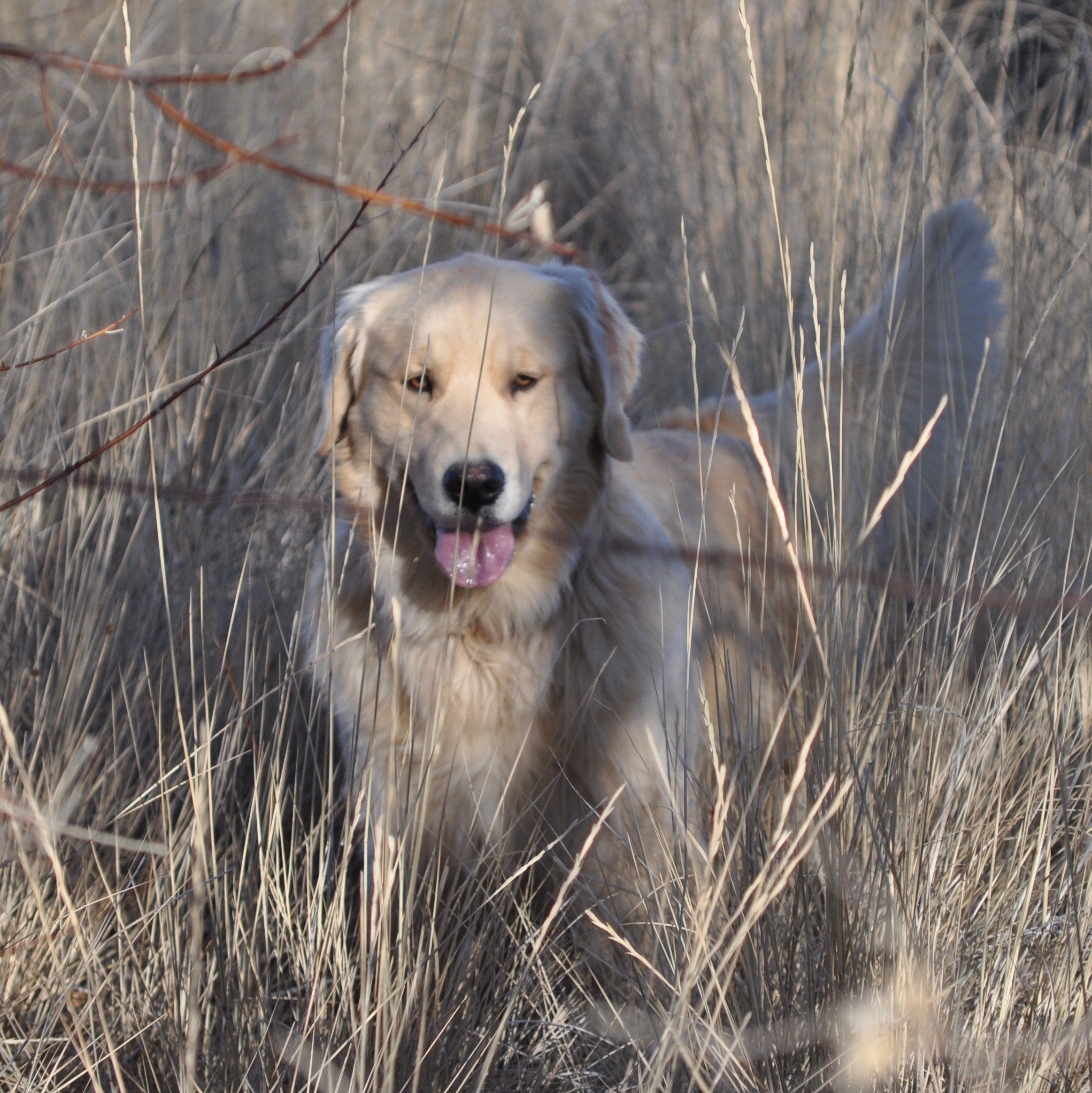 Why choose a Golden Retriever - Sevier River Retrievers